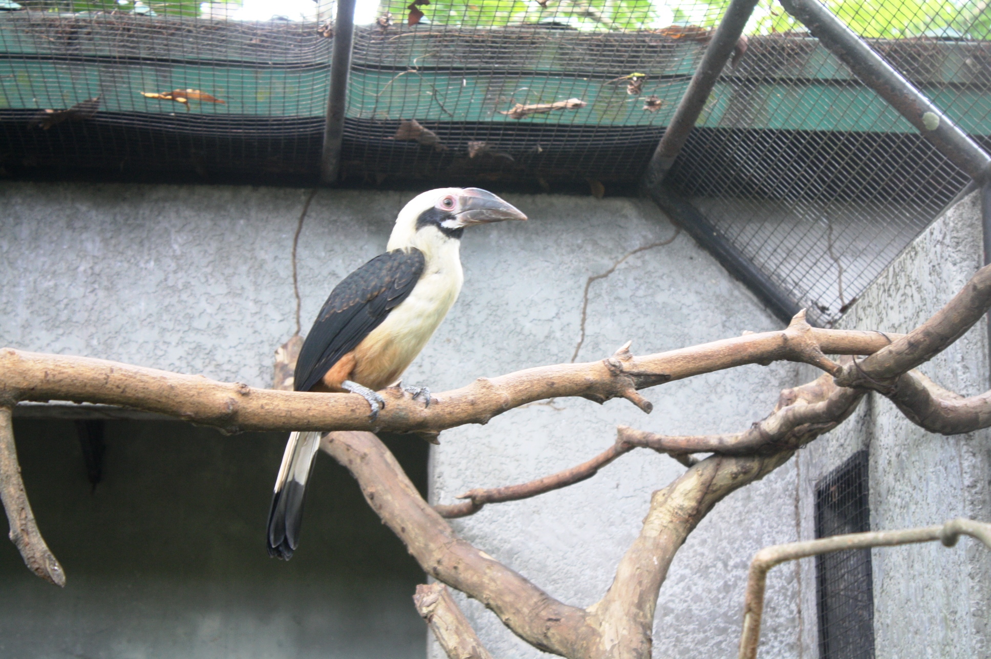 Negros Forests & Ecological Foundation | First-Time Travels